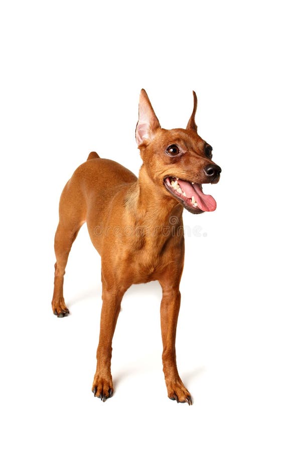 1,152 Red Miniature Pinscher Stock Photos - Free & Royalty-Free Stock ...