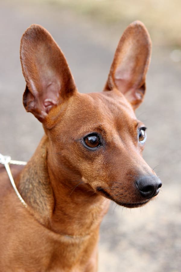 Red Miniature Pinscher stock photo. Image of graceful - 18923326