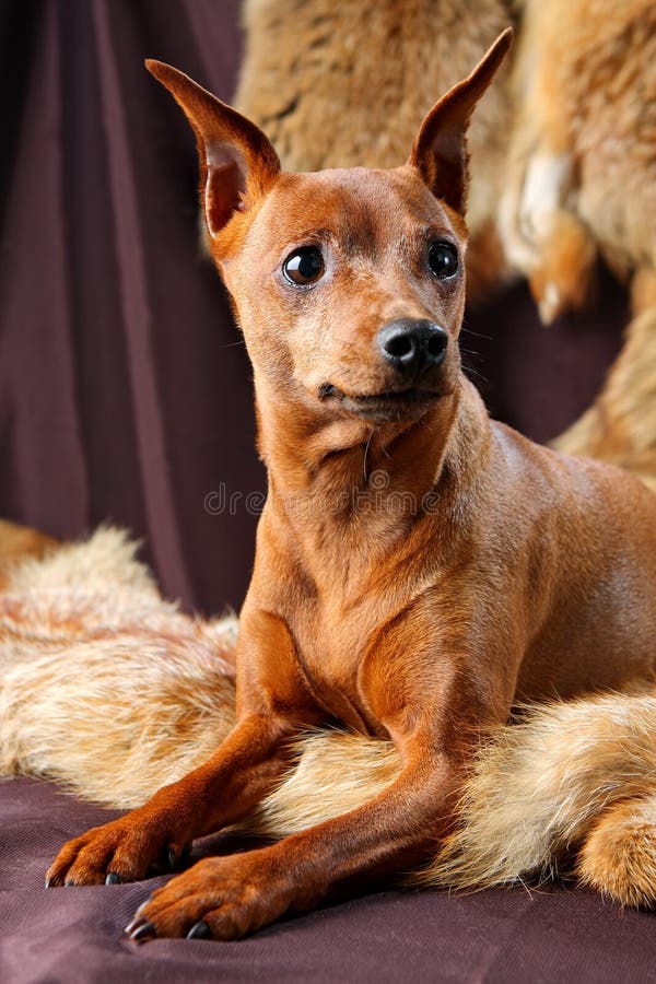 Red Miniature Pinscher stock photo. Image of breed, mini - 23108310