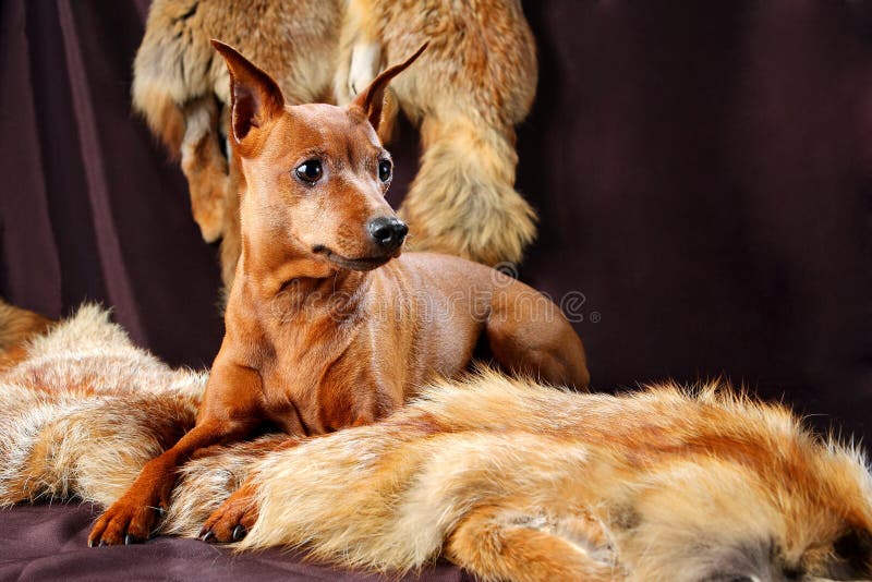 Red Miniature Pinscher stock photo. Image of looking - 23108326