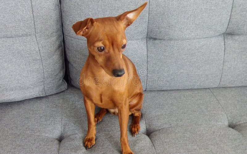 Red Miniature Pinscher Stock Photos - Download 662 Royalty Free Photos