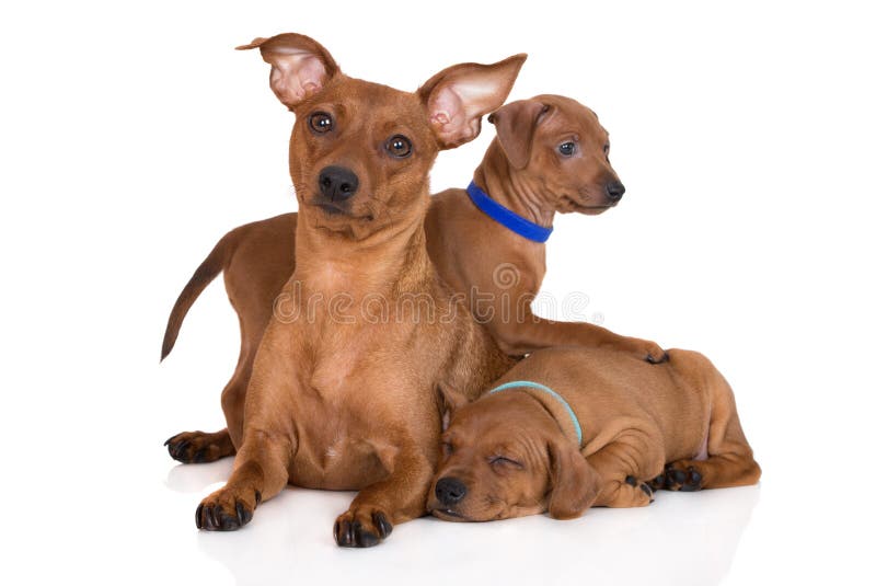 Red Miniature Pinscher Dog with Puppies Stock Photo - Image of family ...