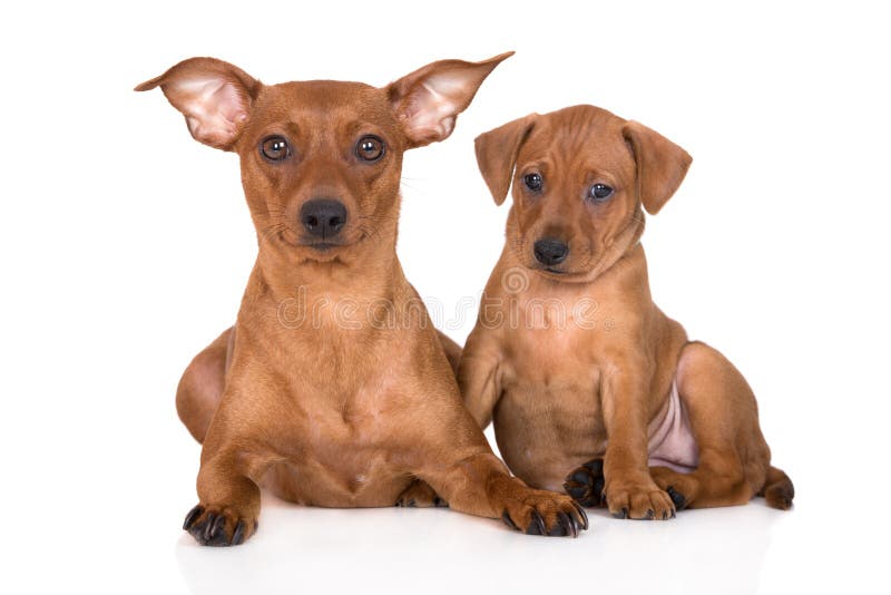 Red Miniature Pinscher Dog with Puppy Stock Image - Image of adorable ...