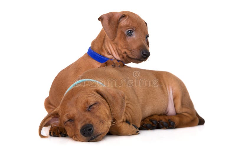 Red Miniature Pinscher Puppies Stock Image - Image of doggy, studio ...