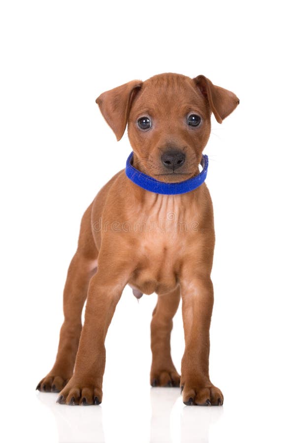 Red Miniature Pinscher Puppy Stock Image - Image of pincher, collar ...