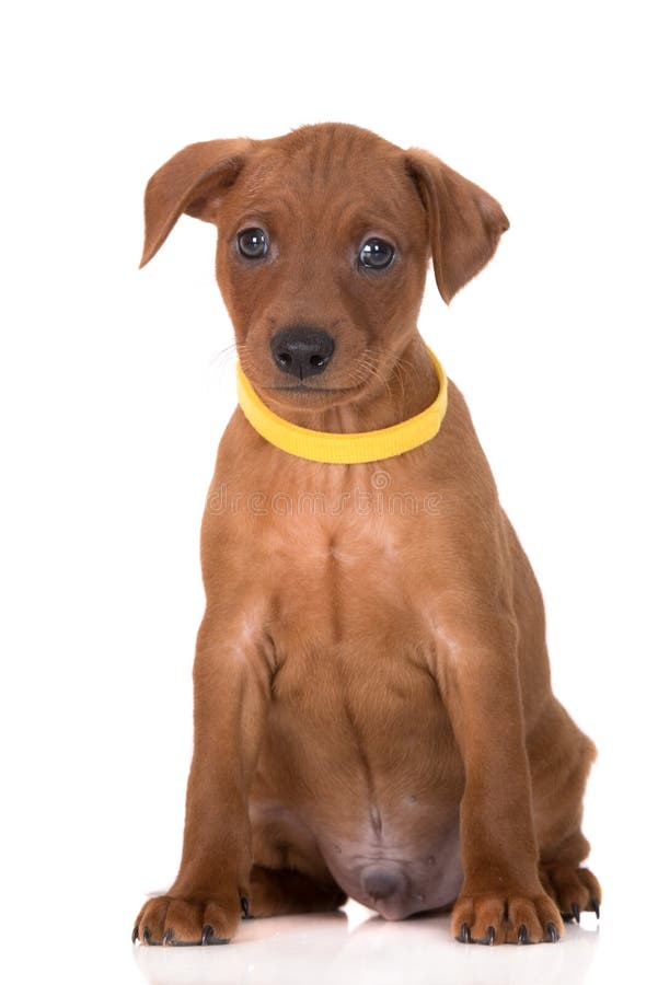 Red Miniature Pinscher Puppies Stock Image - Image of doggy, studio ...