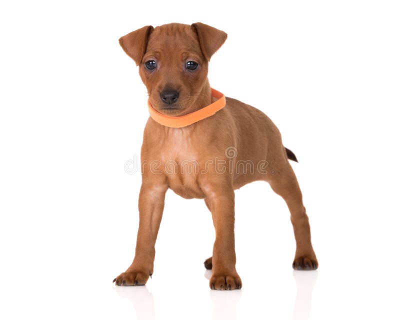 Red Miniature Pinscher Puppy Stock Image - Image of pincher, collar ...