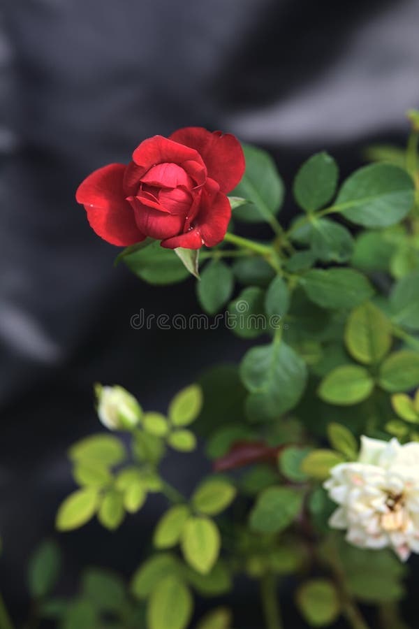Red Miniature Rose in Bloom Stock Image - Image of design, blooming ...