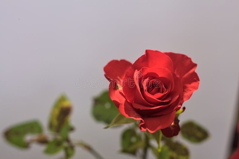 Red Miniature Rose in Bloom Stock Photo - Image of love, compliment ...