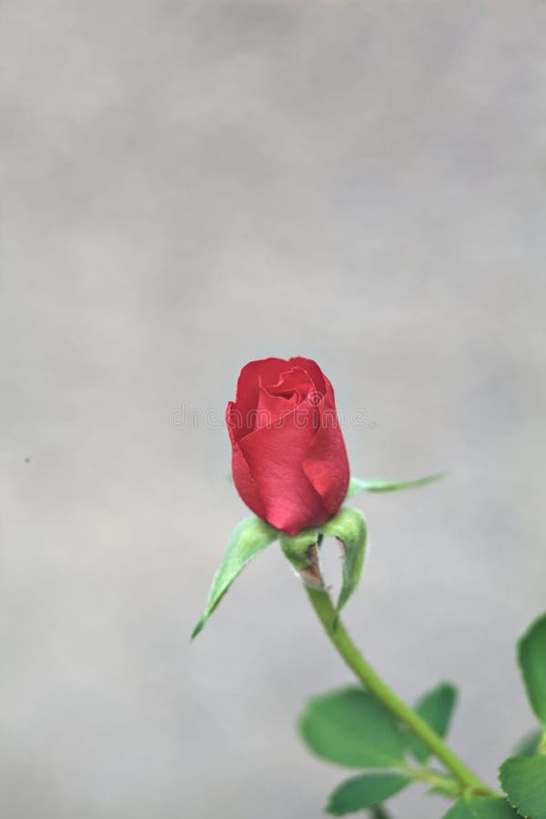 Red Miniature Rose about To Bloom Seen Up Close Stock Image - Image of ...
