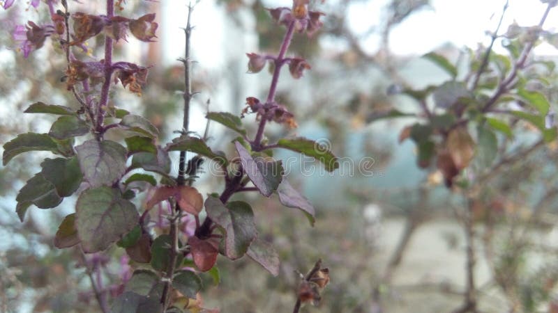 Red mint stock image. Image of flowers, garden, plant - 96682347