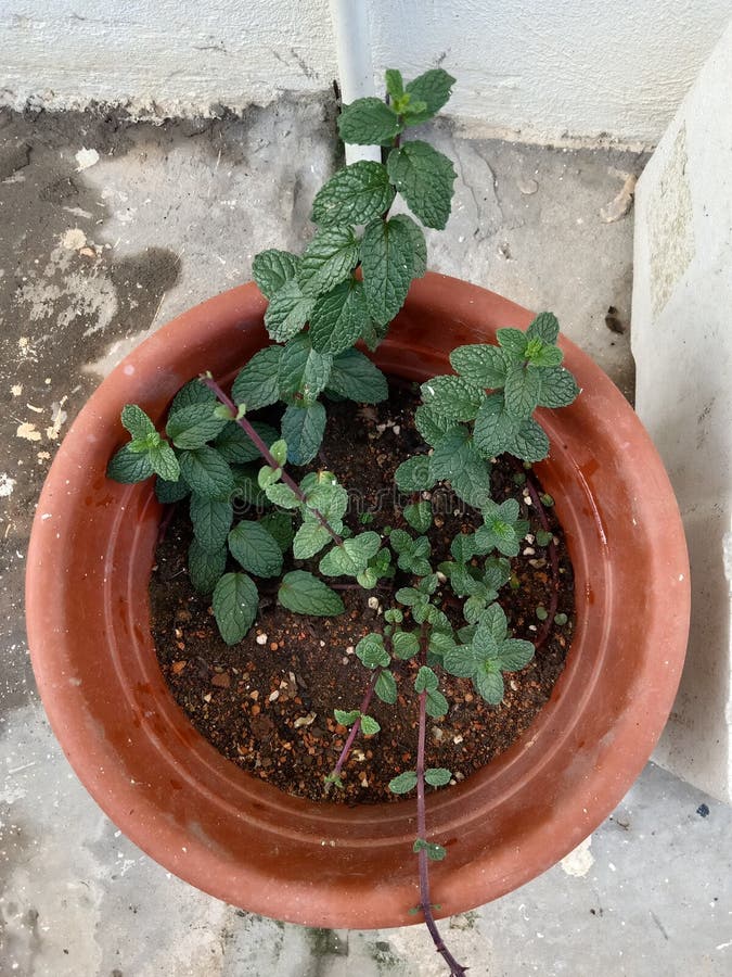 Red mint leaves stock photo. Image of mint, purple, leaves - 266756976