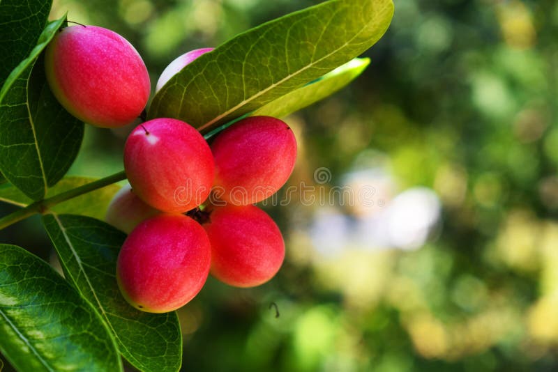 Red Miracle Fruit on the Tree with Green Leaves, Isolated with Blurred ...