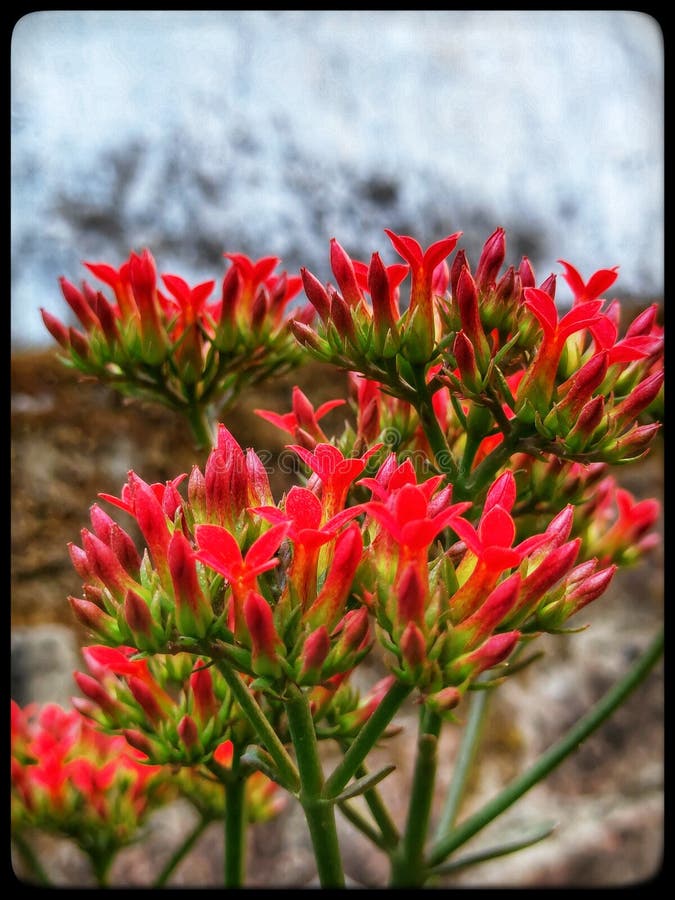 Red Mirco Flowers Bunch with Buds Stock Photo - Image of delightful ...