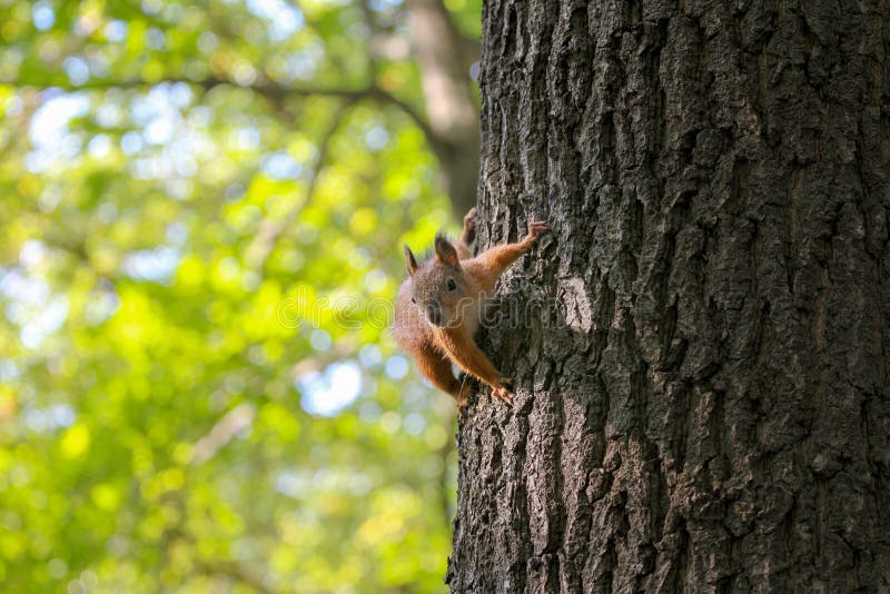 Squirrel on the Trunk of Tree Stock Image - Image of outdoors, fluffy ...
