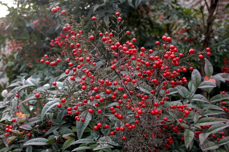Red Mistletoe on the Plant in a Garden Stock Photo - Image of leaf ...