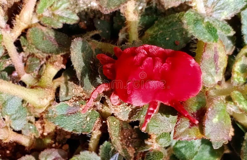 RED MITE on the GRASS stock photo. Image of acari, trombidium - 193508578