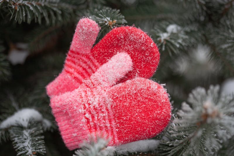 Red Mittens in the Winter Forest. Frozen Plants Stock Photo - Image of ...