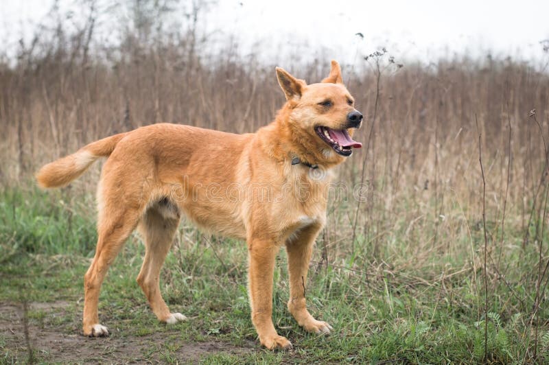 Red Mixed Breed Dog Portrait Stock Image - Image of summer, funny: 69672673