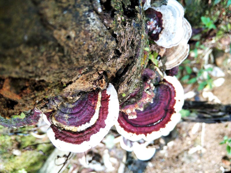 Red Mixed White Stem Mushrooms on a Rotting Stem Stock Photo - Image of ...