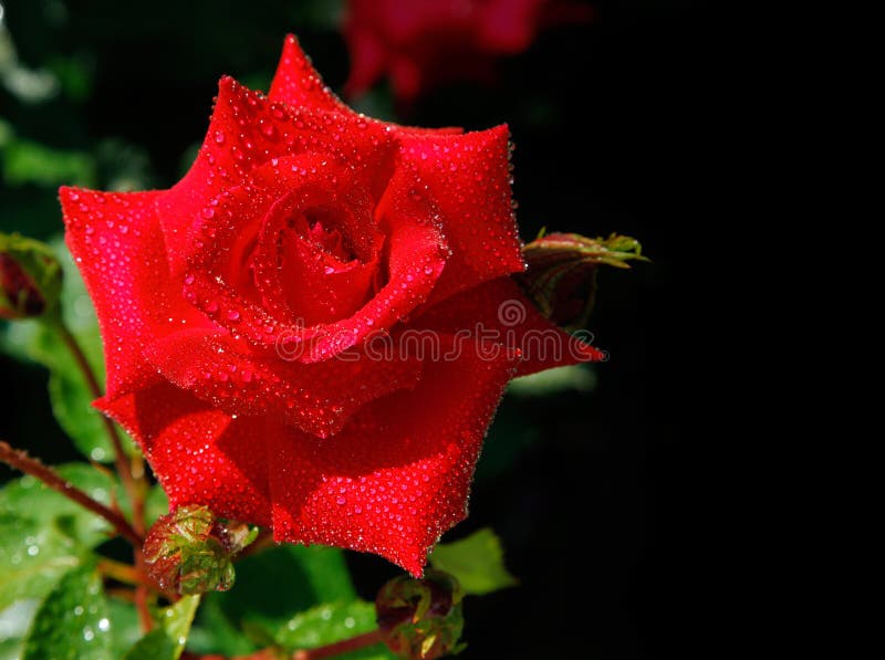 Red Moist Rose on the Black Stock Photo - Image of leaf, card: 14780566