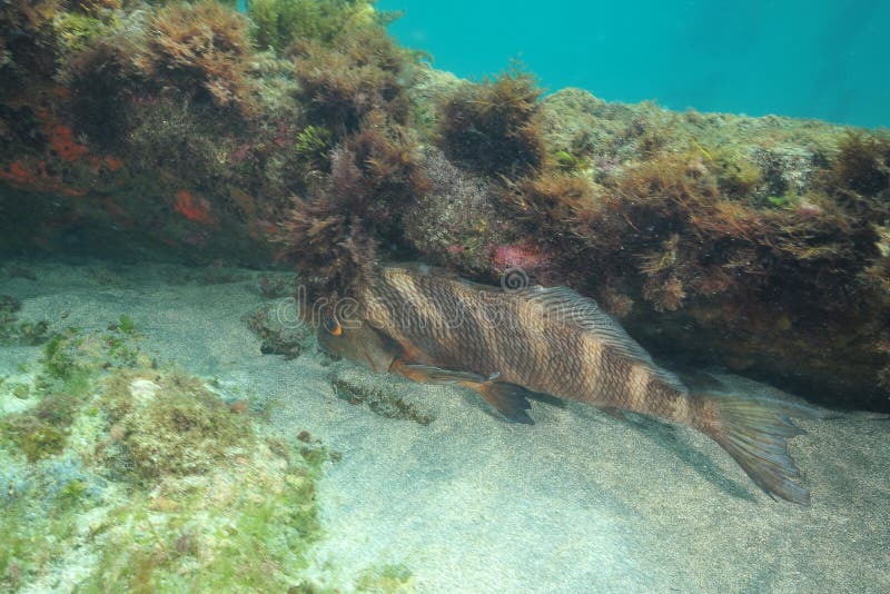 Red Moki Onder Tiny Rock Overhang Stock Image - Image of fish, morwong ...