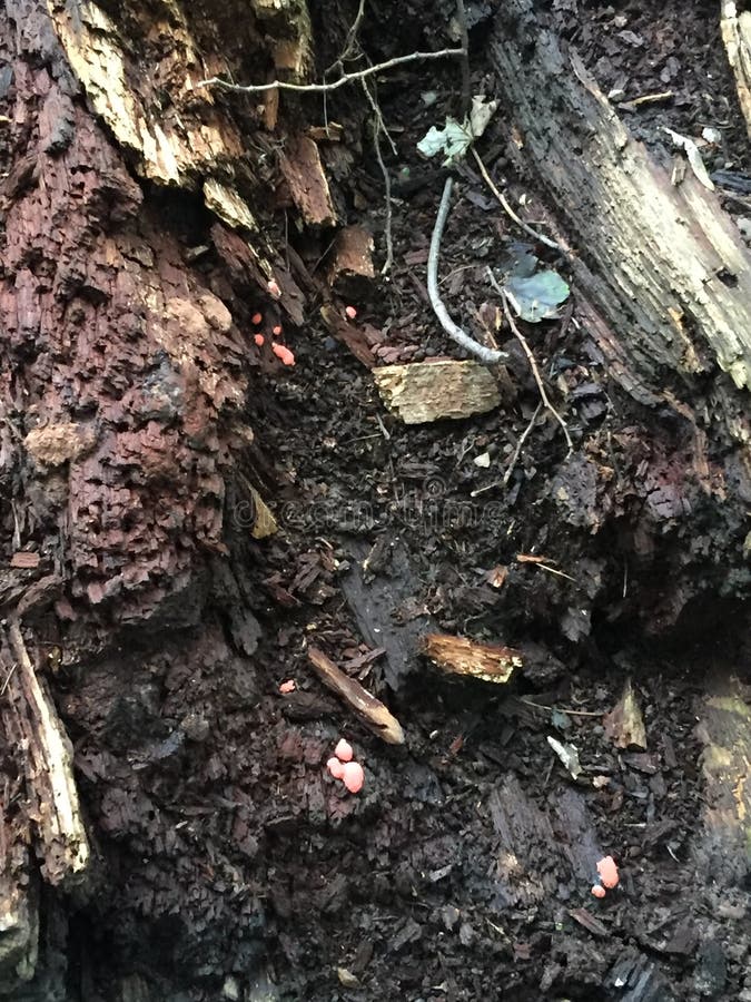 Red mold stock image. Image of forest, tree, mold, growing - 155830663