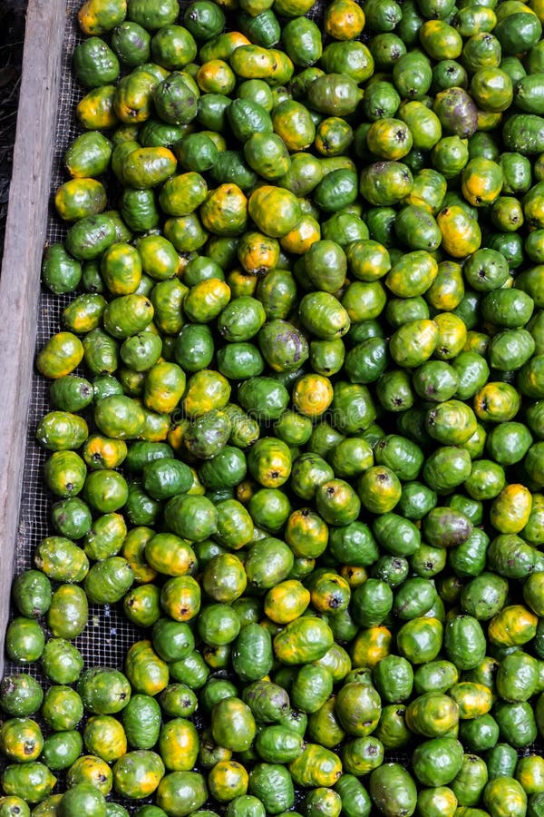 Fruit Jocote (Red Mombin, Purple Mombin, Hog Plum, Sineguela, Siriguela ...