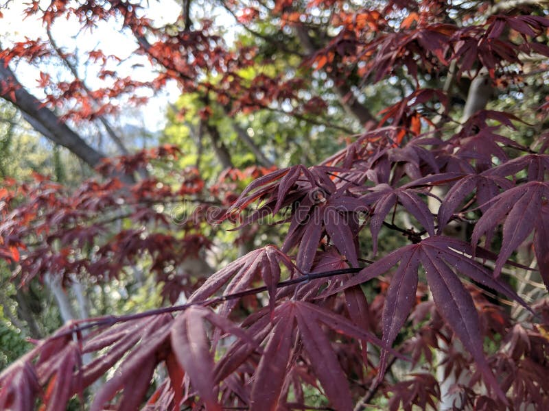 Red Momiji leafs stock photo. Image of leafs, tree, view - 155214960