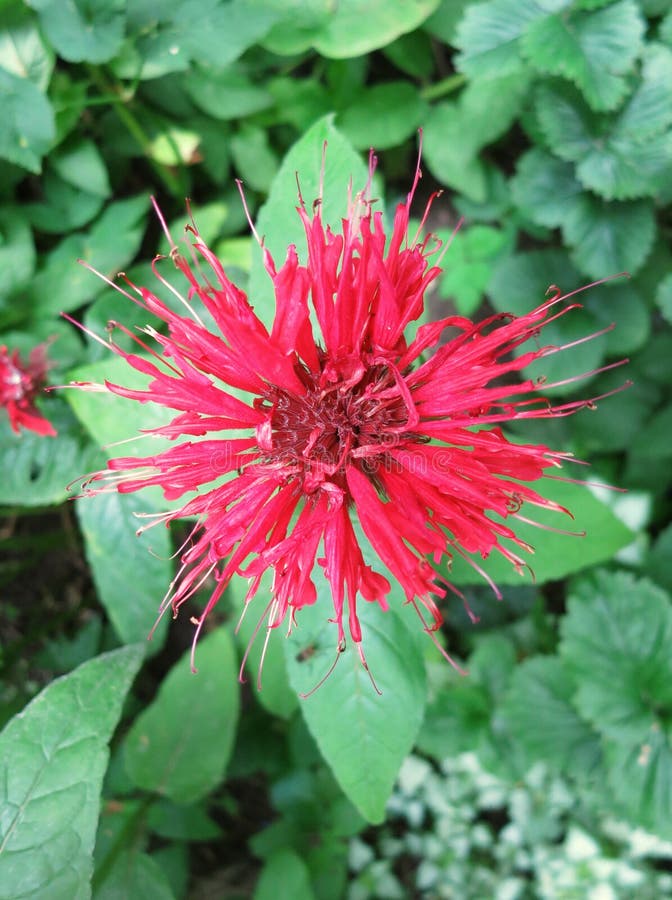 Red monarda flower stock image. Image of natural, outdoor - 259589899