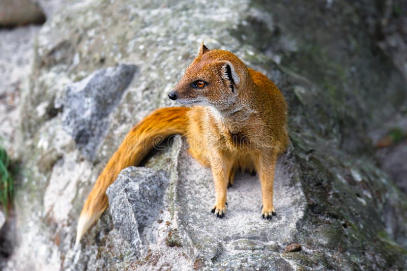 A Red Mongoose Sitting on the Rocks. Stock Image - Image of eyes ...