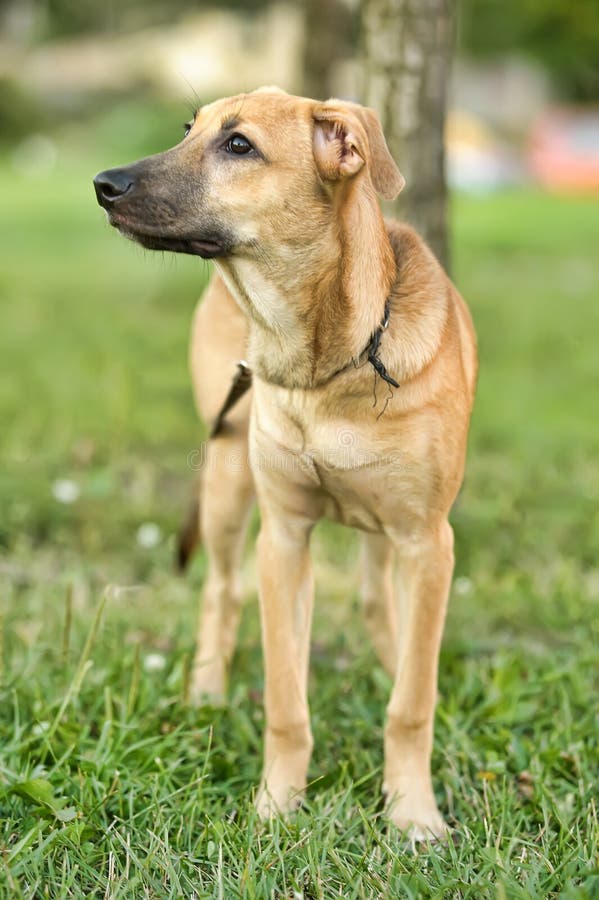 Red mongrel dog stock image. Image of forward, animal - 25997683