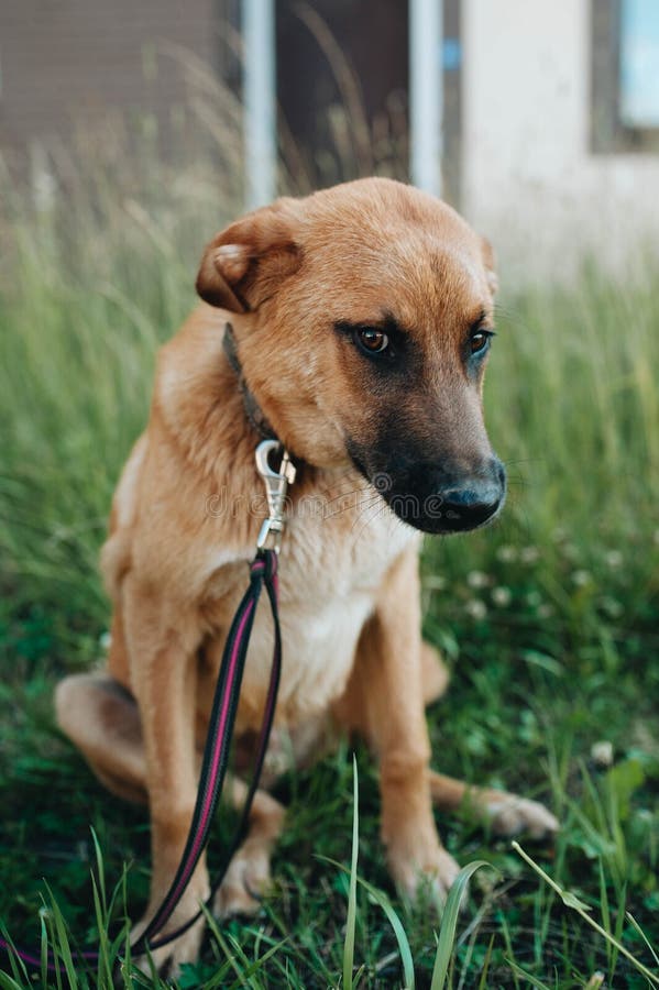 Mongrel Dog Nice And Light. Sad Pet. Piteous Look Stock Image - Image ...