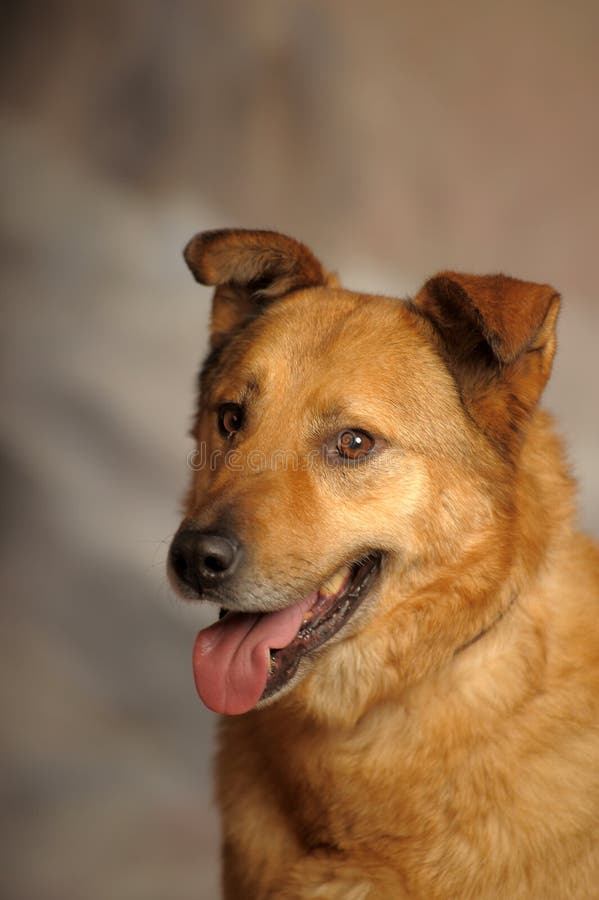 Red Mongrel Dog on Winter Background Stock Photo - Image of golden ...