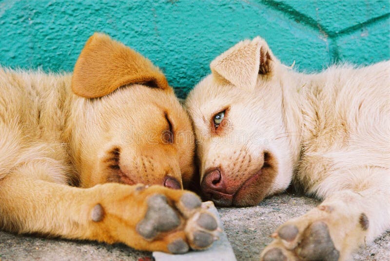 Red Mongrel Puppies Sleeping on the Road Stock Photo - Image of laying ...