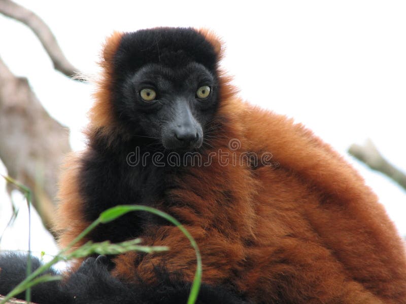 Red Monkey Picture. Image: 4017898