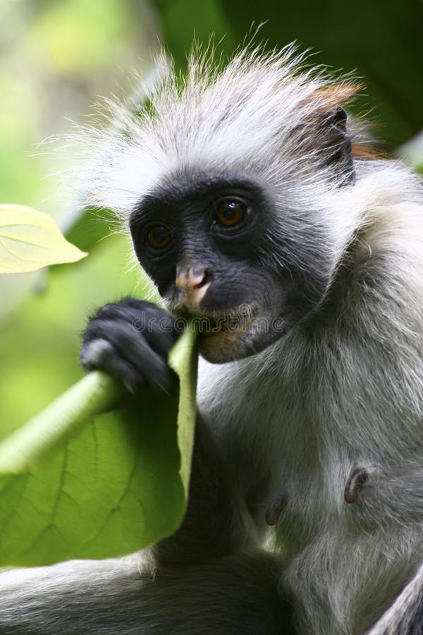 Red monkey stock image. Image of spice, eating, forest - 7127323