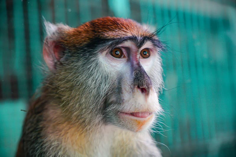Red monkey in the zoo stock image. Image of jungle, cute - 178624367