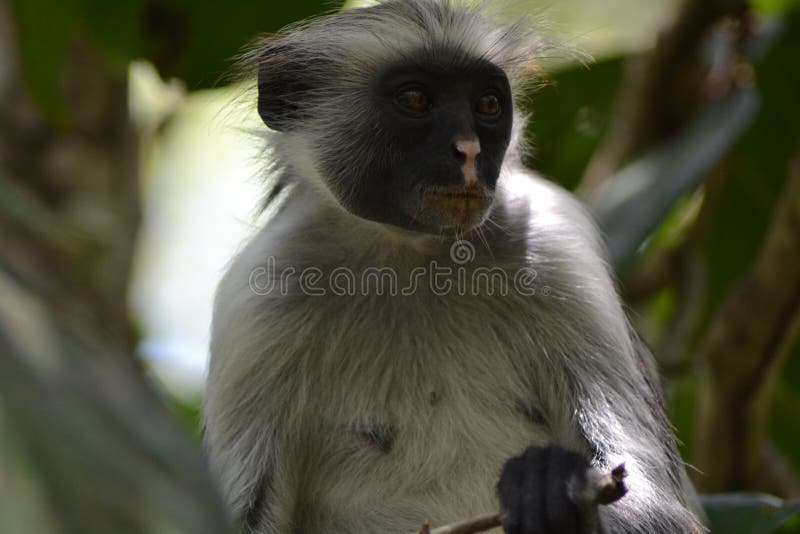 Red monkey stock image. Image of nature, animals, putovanja - 52304453