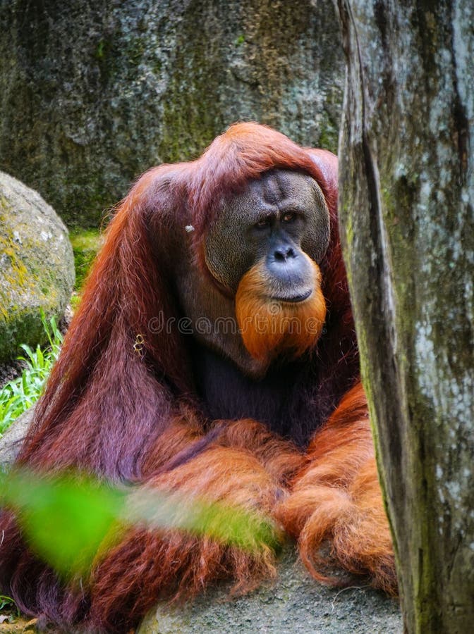 Red monkey at the park stock image. Image of relaxing - 71624743