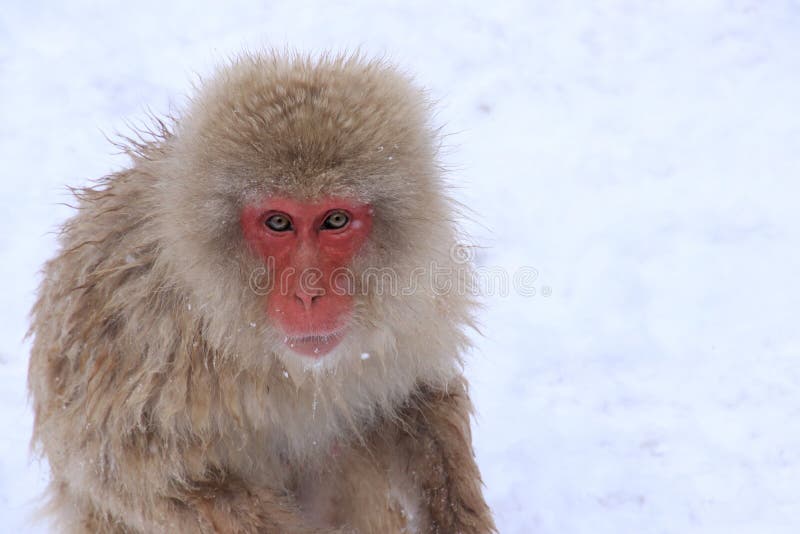 Red Monkey at Snow Monkey Park in the Japan Stock Photo - Image of ...