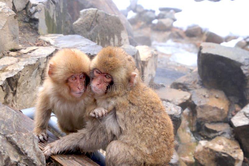 Red Monkey at Snow Monkey Park in the Japan Stock Image - Image of asia ...