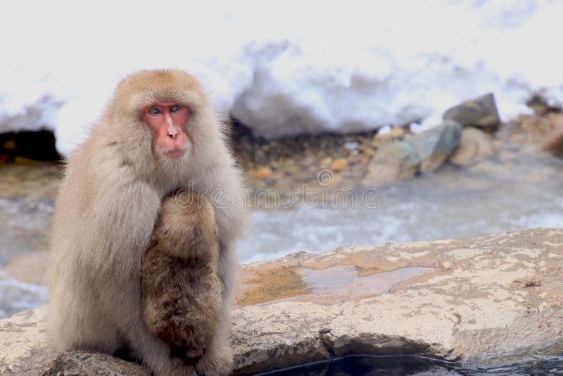 Red Monkey at Snow Monkey Park in the Japan Stock Photo - Image of asia ...
