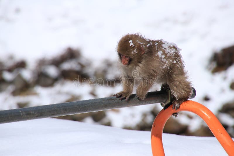 Red Monkey at Snow Monkey Park in the Japan Stock Image - Image of asia ...