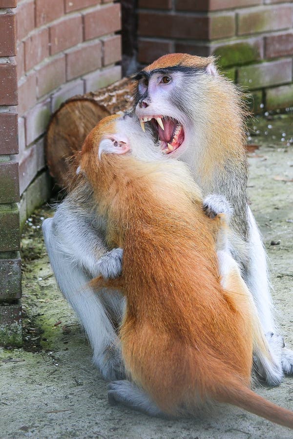 Red Monkeys are Playing in Zoo Stock Image - Image of baby, girl: 177905555
