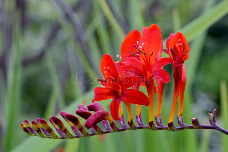 Red Montbretia Flower Anthers 04 Stock Photo - Image of petals ...