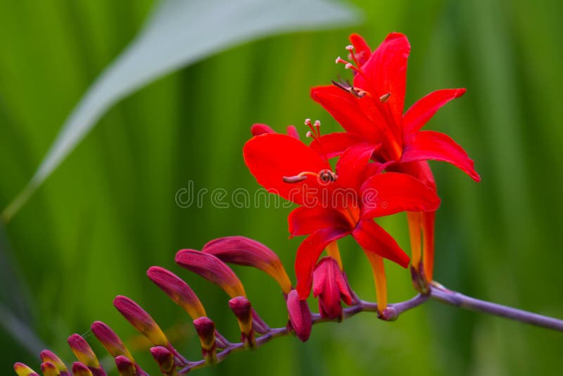 Coppertops Stock Photos - Free & Royalty-Free Stock Photos from Dreamstime