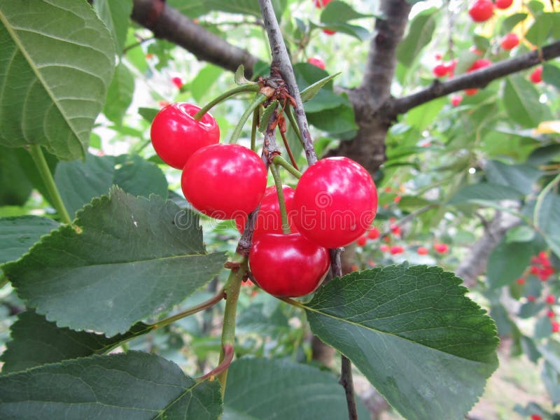 Red Montmorency Cherries on Tree in Cherry Orchard Stock Photo - Image ...