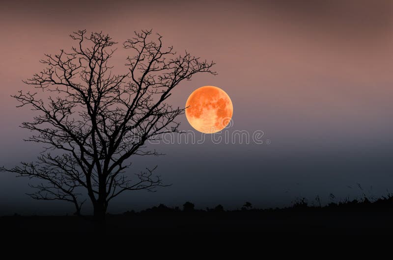 Red Moon in the Horror Night Stock Photo - Image of bright, atmosphere ...