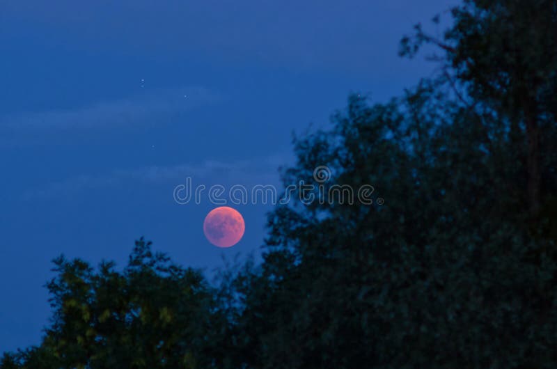 Red Moon Over the Tree Tops Stock Photo - Image of eclipse, nature ...